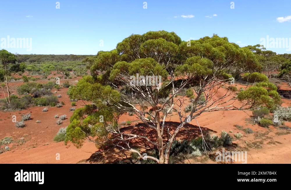 Eucalyptus trees australian outback Stock Videos & Footage - HD and 4K ...