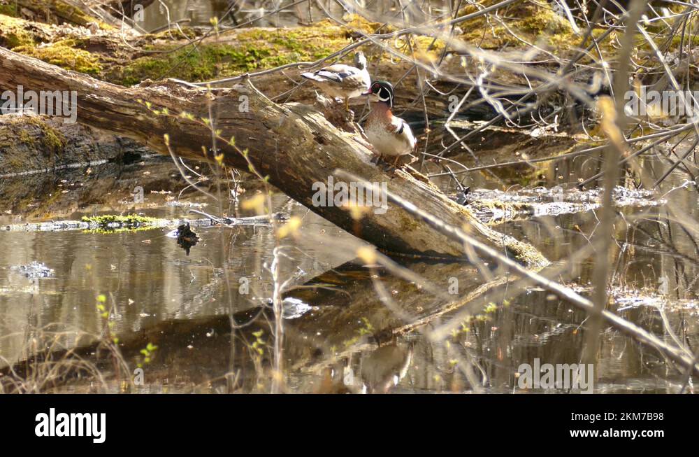 Wood duck jumping on water from a fallen tree trunk in a swampy forest ...