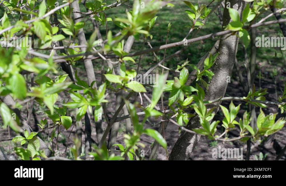Styrax japonica plant Stock Videos & Footage - HD and 4K Video Clips ...