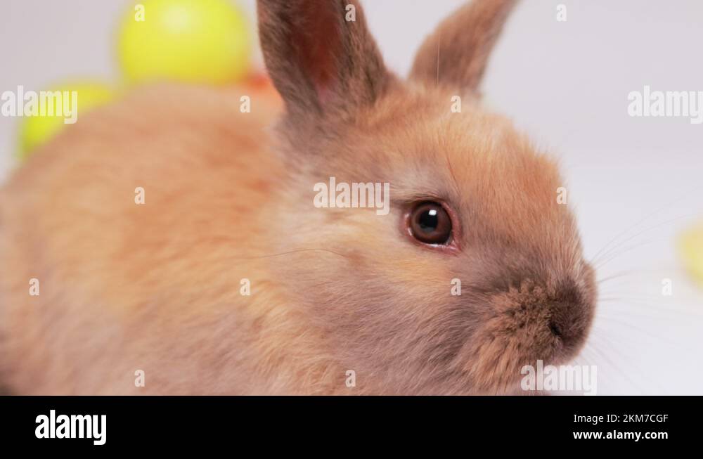 Conjunctivitis rabbit Stock Videos & Footage - HD and 4K Video Clips ...