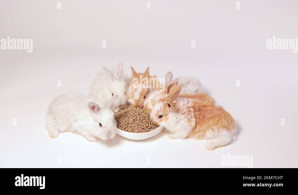 Cute ginger bunnies eat compound feed on a white background Stock Video ...
