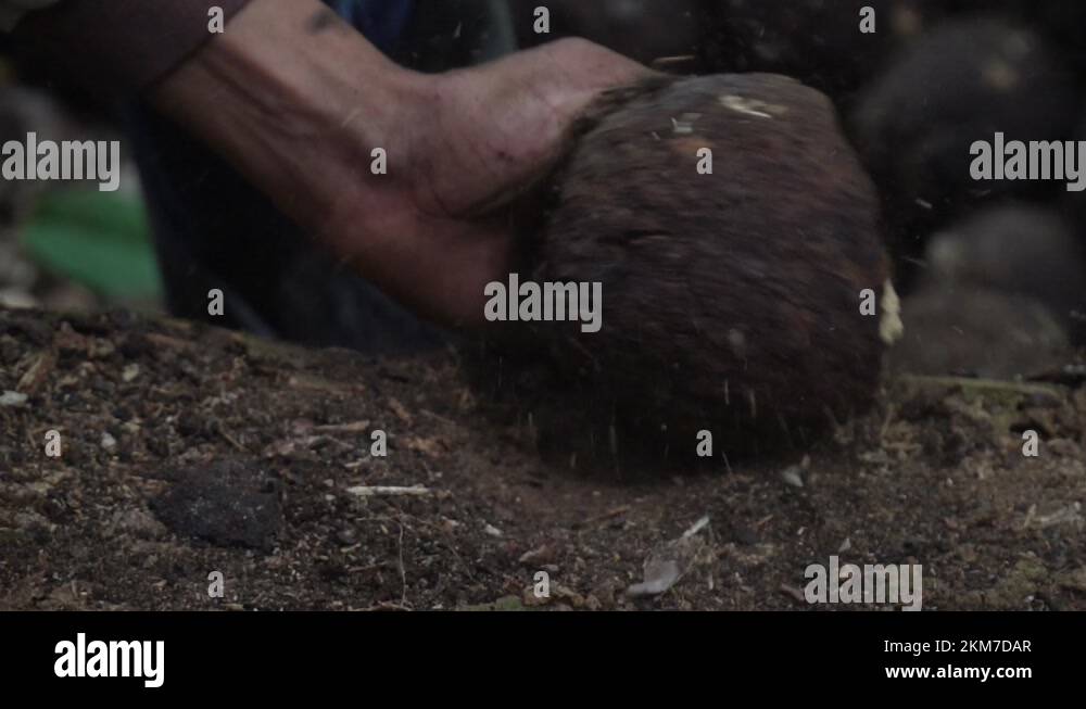 Brazil nut harvest Stock Videos & Footage - HD and 4K Video Clips - Alamy
