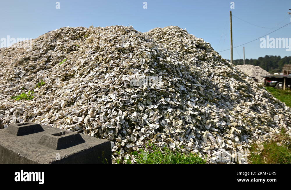 Empty clam shells Stock Videos & Footage - HD and 4K Video Clips - Alamy