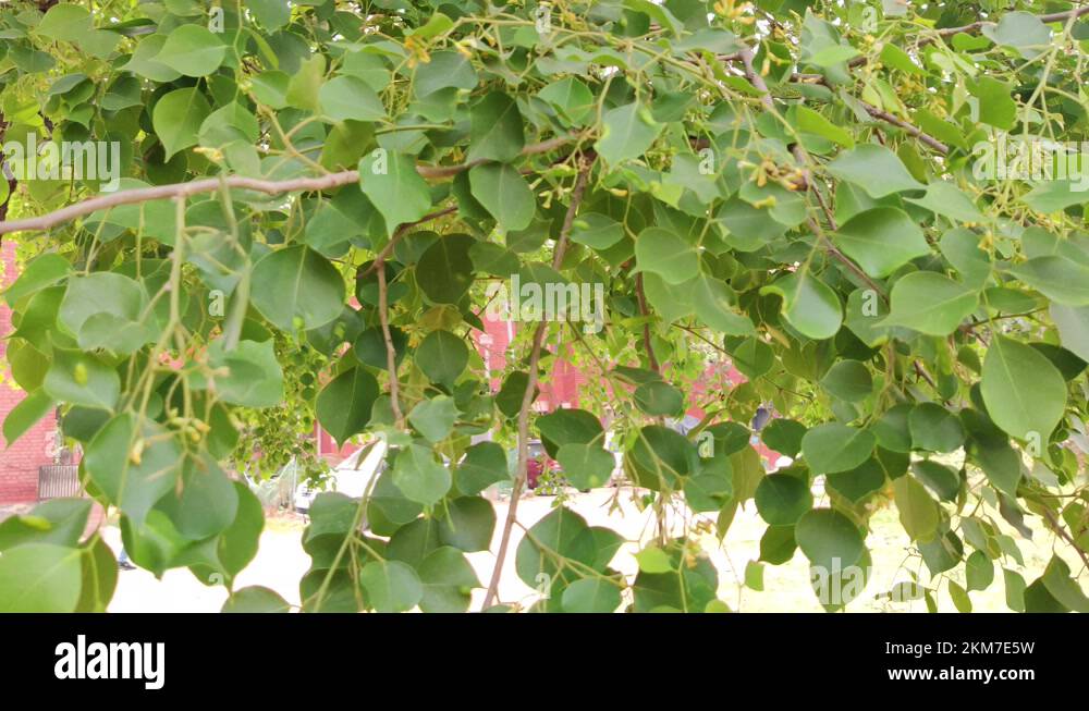 Rosewood tree Stock Videos & Footage - HD and 4K Video Clips - Alamy