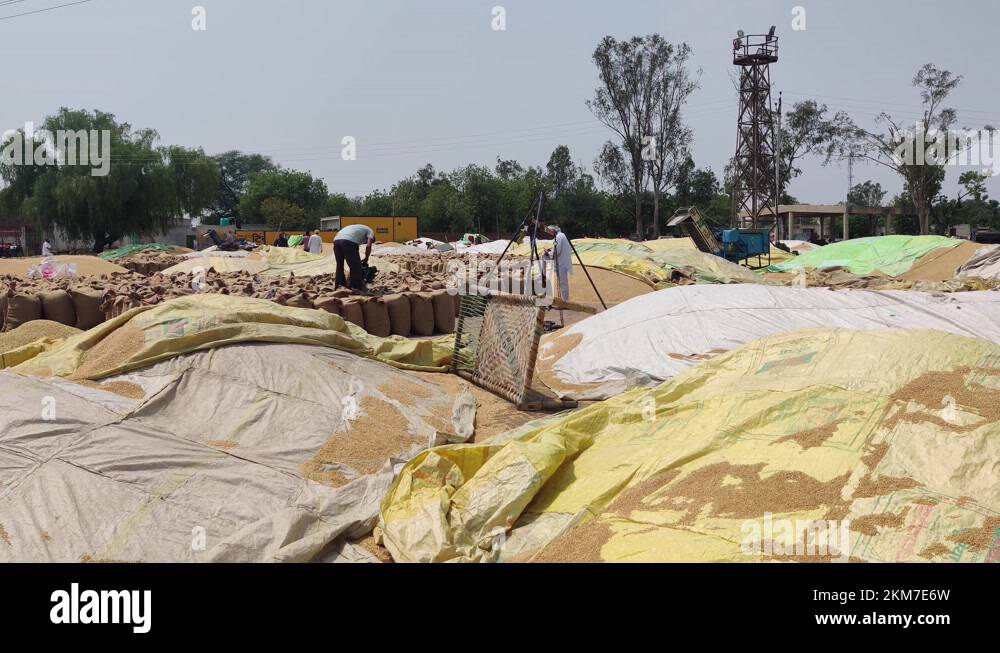 Paddy sack Stock Videos & Footage - HD and 4K Video Clips - Alamy