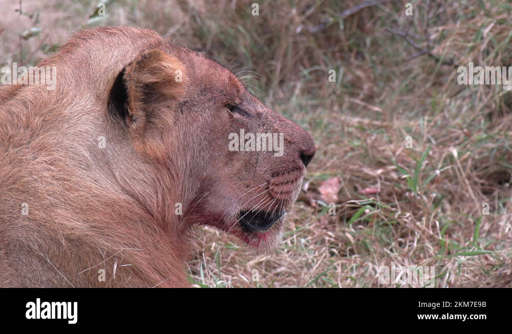 Close-up of a lion with blood on its face after feeding, profile side ...