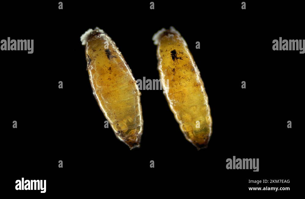 Colony Soil mites of the Acaridae family under a microscope. In an old ...