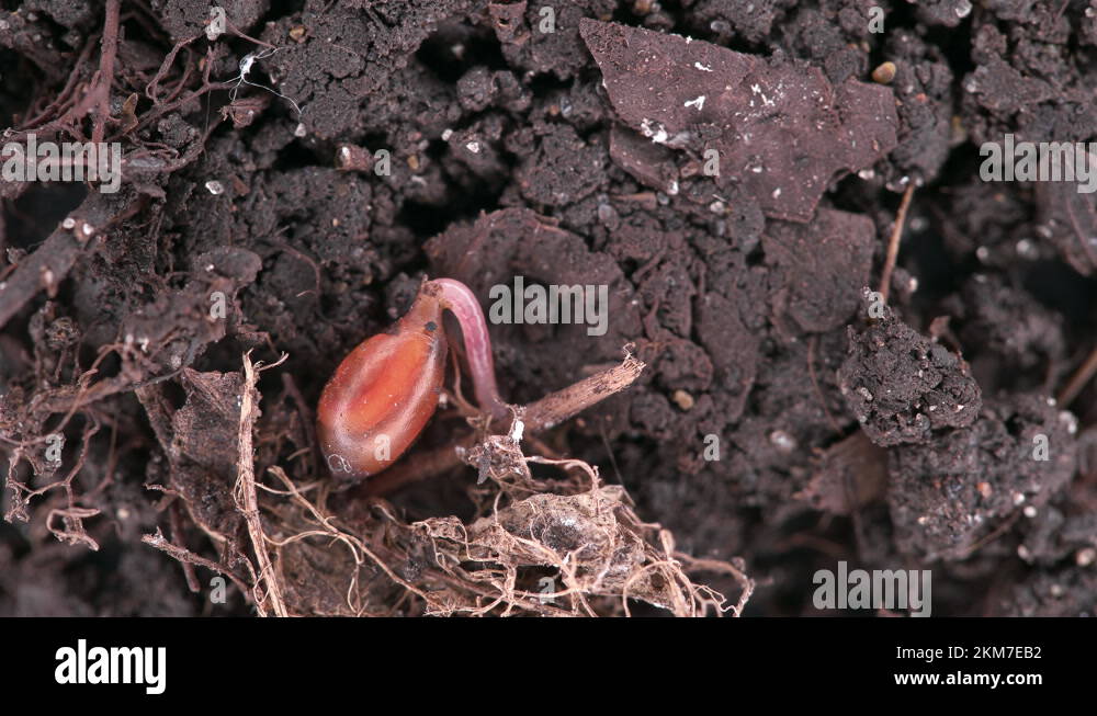 Movement of young worms in a cocoon, family Lumbricidae. Phylum ...
