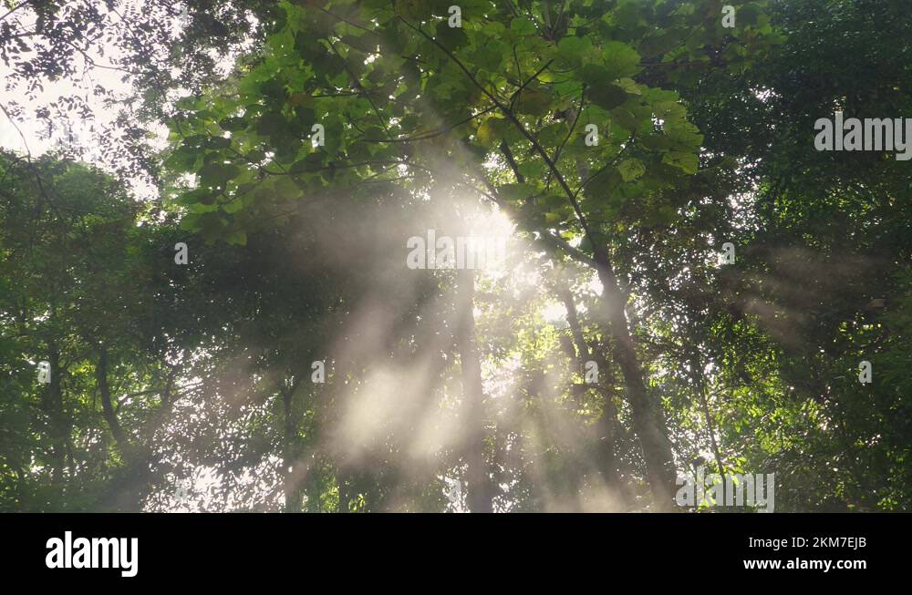 Beams of light through trees Stock Videos & Footage - HD and 4K Video ...