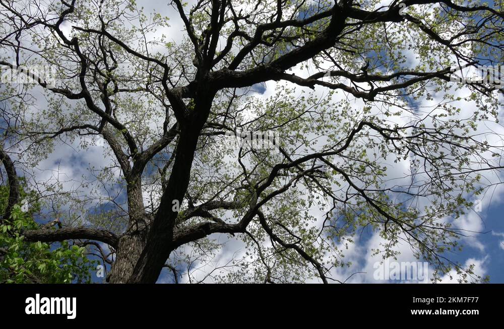 Spring oak tree branches Stock Videos & Footage - HD and 4K Video Clips ...