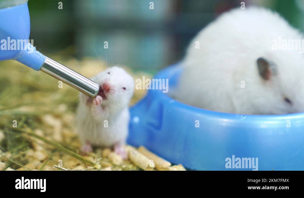 A baby syrian hamster drinking water from a special water bottle in a ...