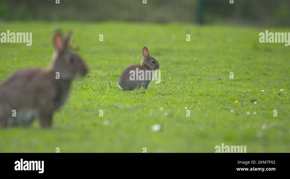 Cute baby and adult rabbit turn suddenly alert from grazing green grass ...