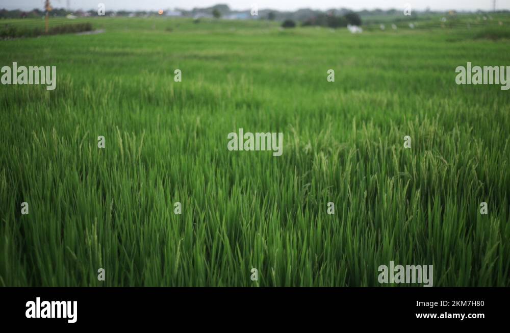Green paddy field Stock Videos & Footage - HD and 4K Video Clips - Alamy