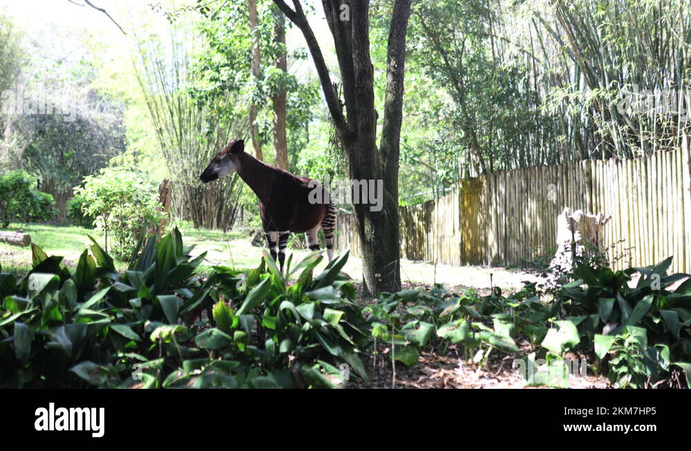 Okapi eating Stock Videos & Footage - HD and 4K Video Clips - Alamy
