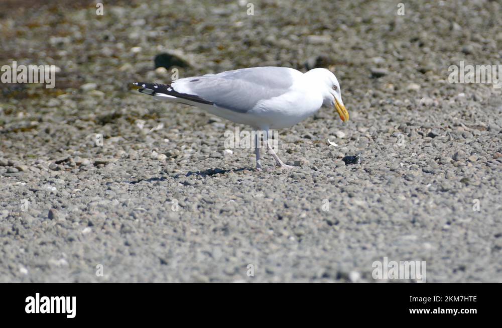 Mussel at beach Stock Videos & Footage - HD and 4K Video Clips - Alamy