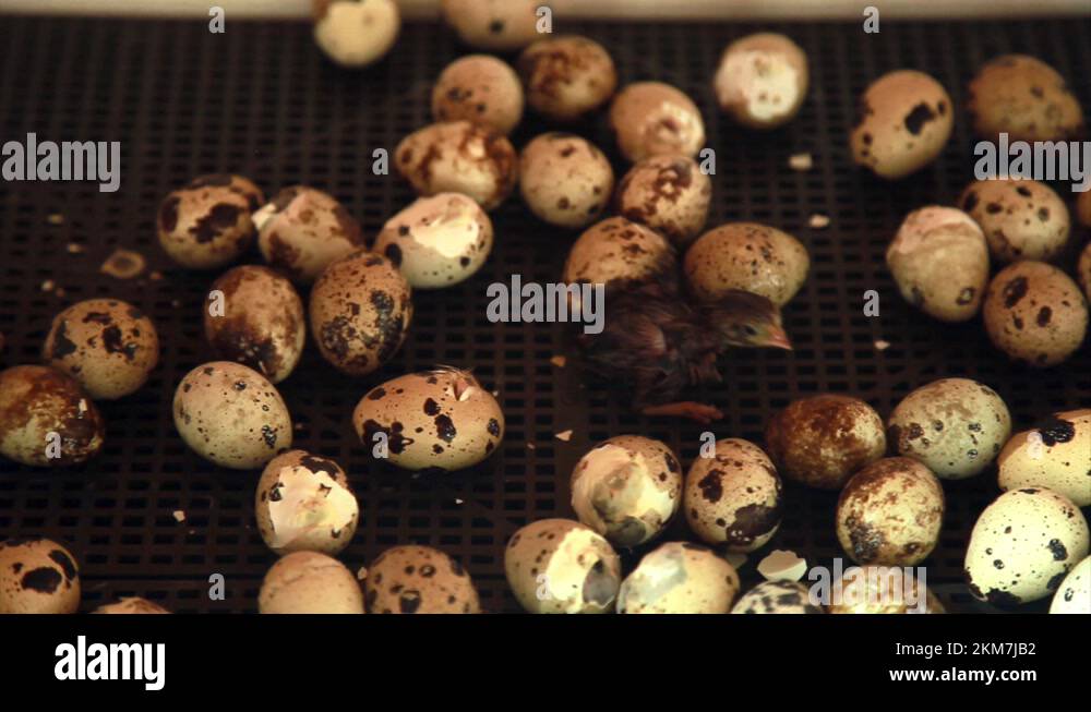 the hatching of quails from eggs. Chicks in the incubator. Breeding ...