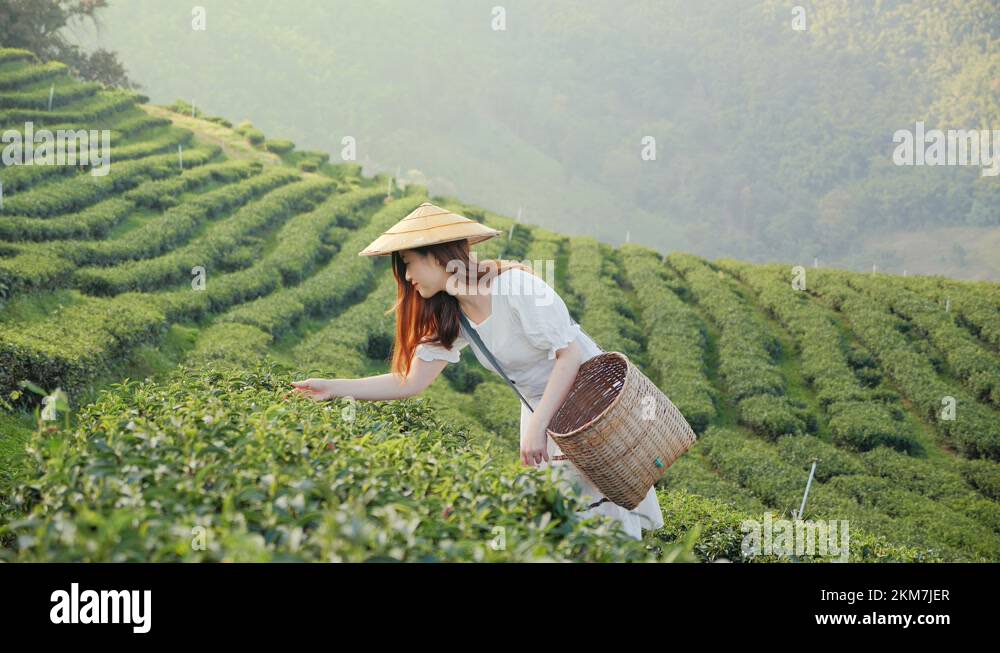 Asian beautiful Woman picking tea leaves in a tea plantation Stock Video Footage - Alamy