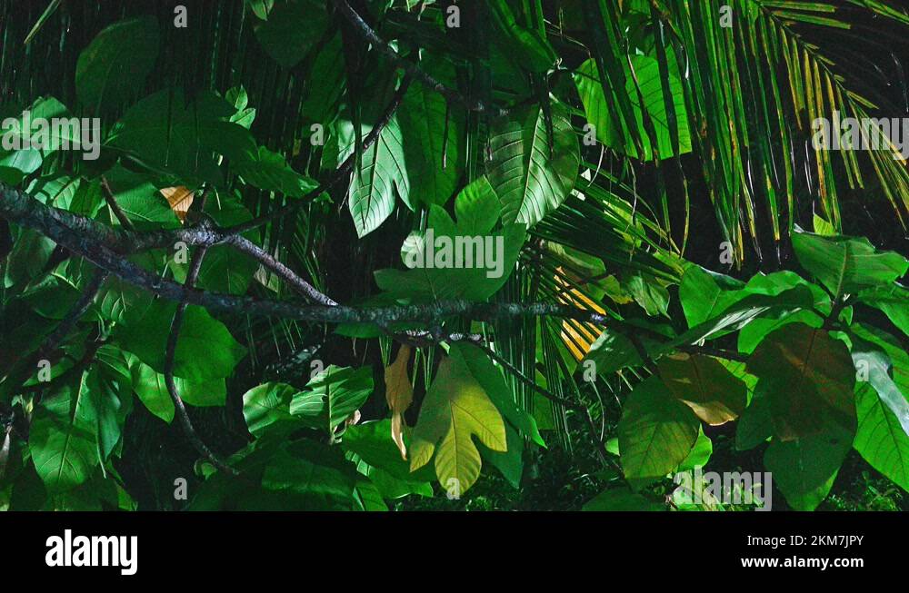 Monsoon season at night time in the Philippine Jungle Stock Video ...