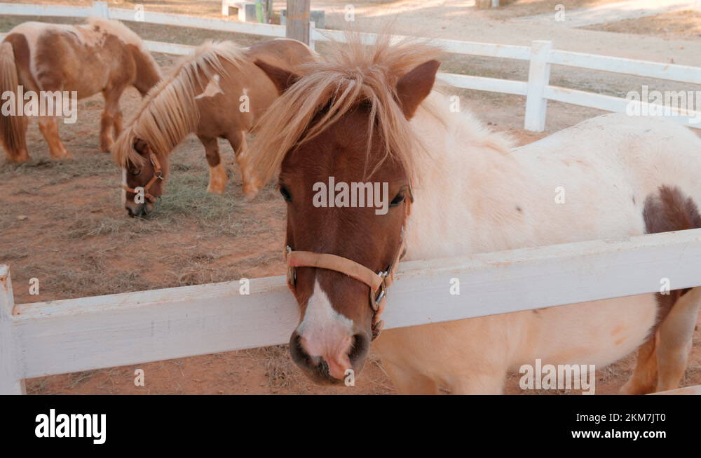White horse stables Stock Videos & Footage - HD and 4K Video Clips - Alamy