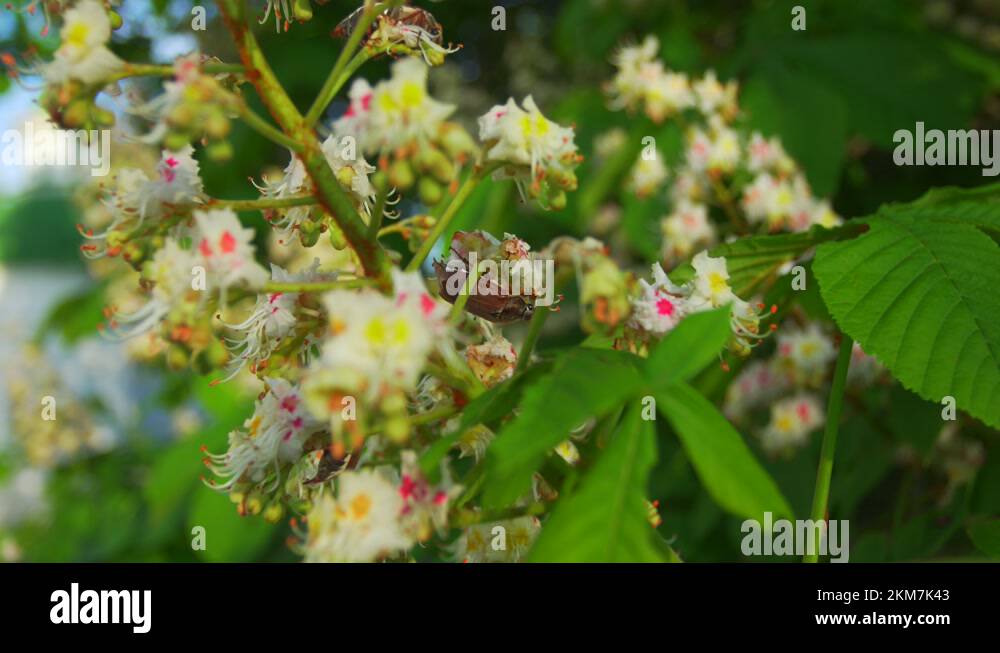 Brown june bug sitting on white flowers of chestnut tree growing ...