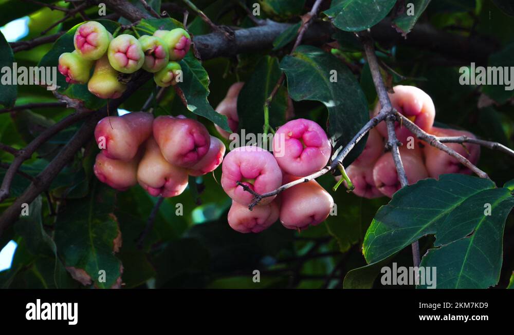 Rare fruit tree Stock Videos & Footage - HD and 4K Video Clips - Alamy