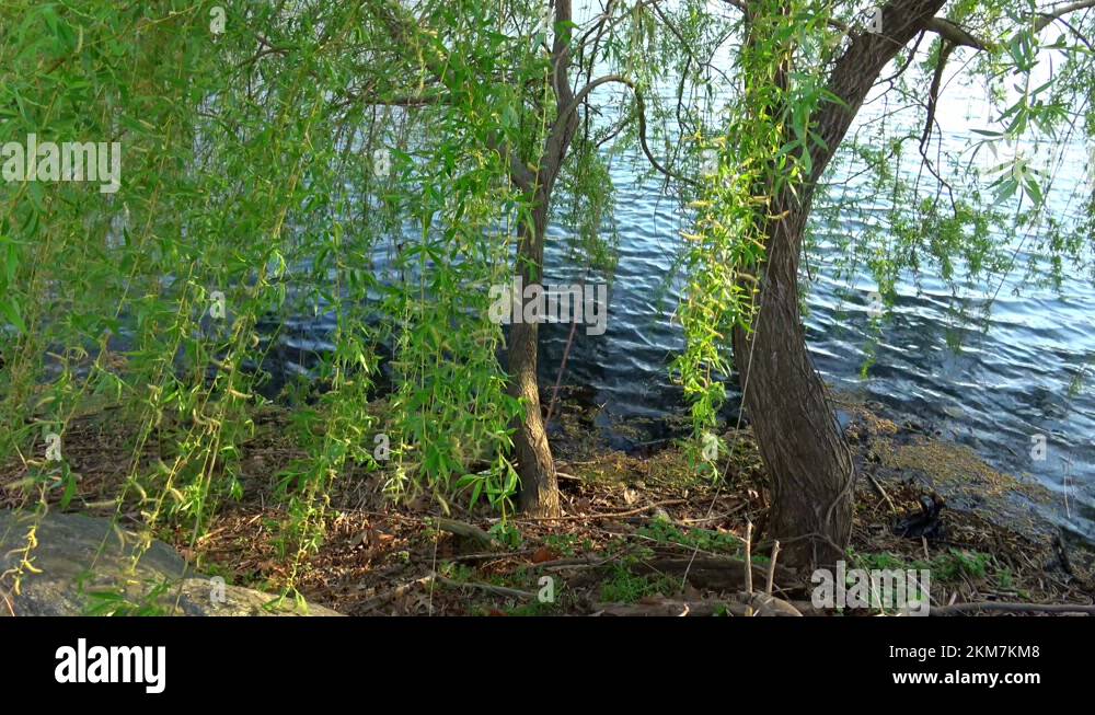 Young weeping willow tree Stock Videos & Footage - HD and 4K Video ...