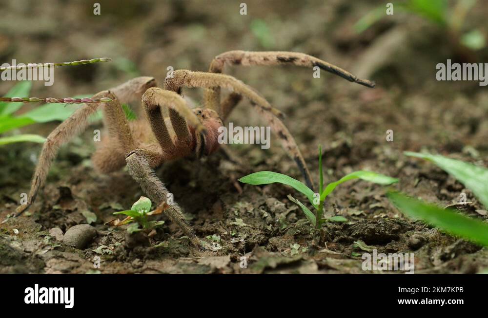 Colombia spider Stock Videos & Footage - HD and 4K Video Clips - Alamy