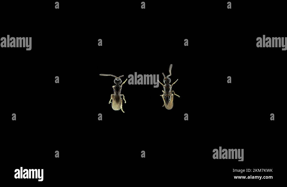 Parasite wasp Stock Videos & Footage - HD and 4K Video Clips - Alamy