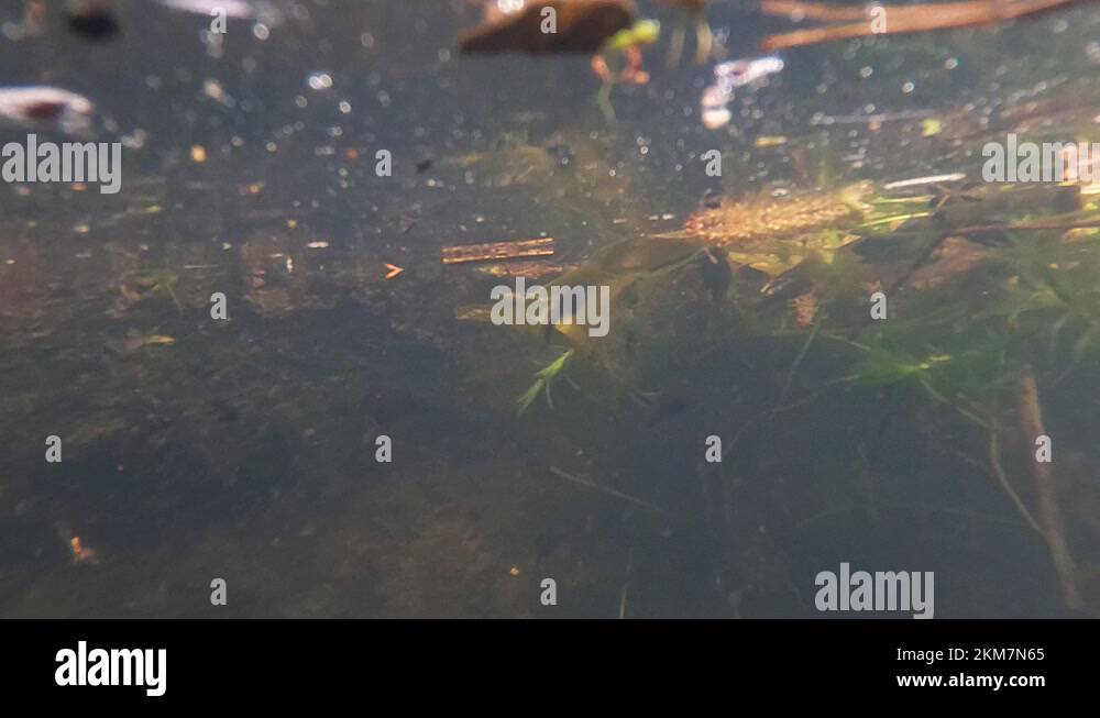 Underwater view of tadpoles swimming around in their natural habitat ...