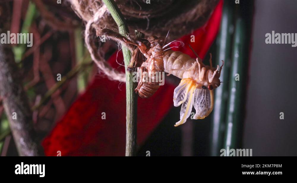 Insect molting hatching Stock Videos & Footage - HD and 4K Video Clips ...