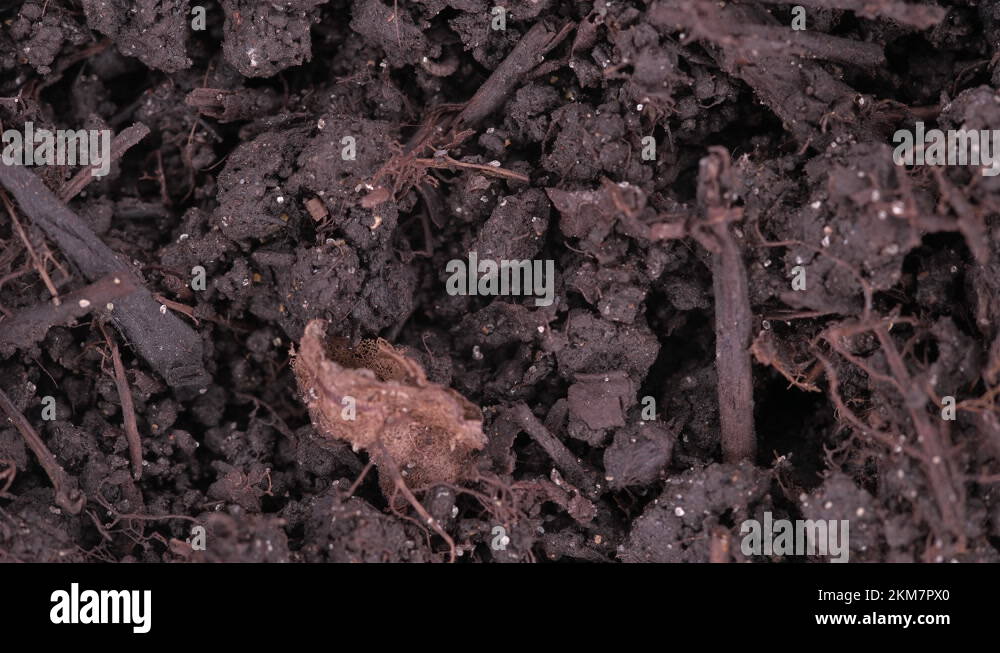 Inhabitants of soil Stock Videos & Footage - HD and 4K Video Clips - Alamy