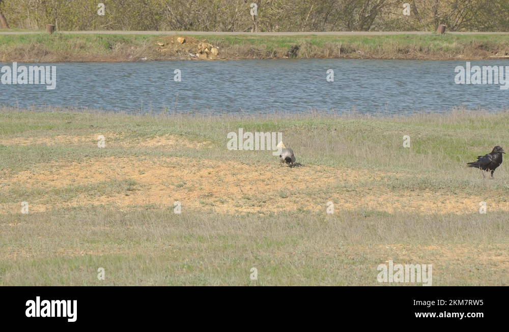 Raven lake Stock Videos & Footage - HD and 4K Video Clips - Alamy