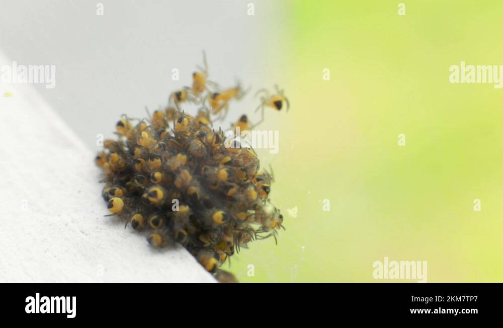 Spiders cluster Stock Videos & Footage - HD and 4K Video Clips - Alamy
