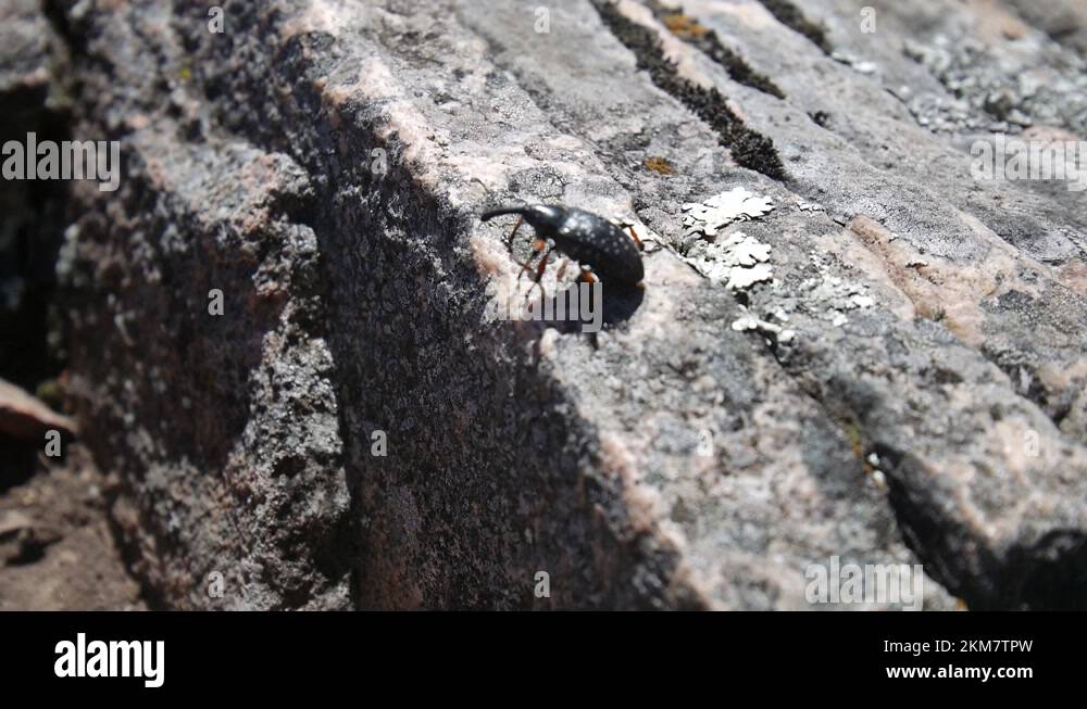 Rare invertebrates Stock Videos & Footage - HD and 4K Video Clips - Alamy