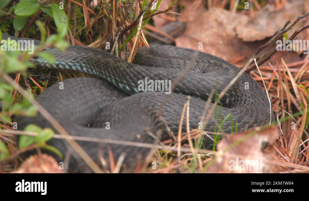 Common adder Stock Videos & Footage - HD and 4K Video Clips - Alamy