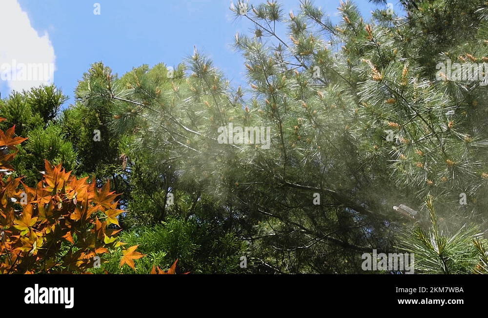 Visible clouds of pollen blowing from pine tree during allergy season ...