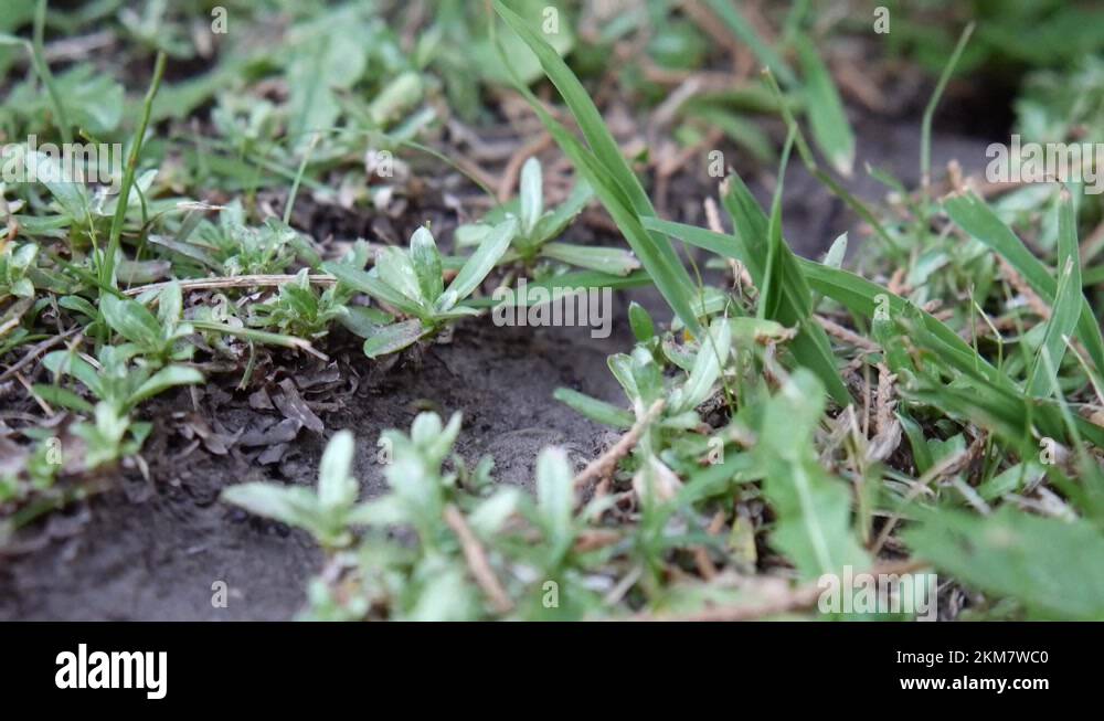 Grasses plants Stock Videos & Footage - HD and 4K Video Clips - Alamy