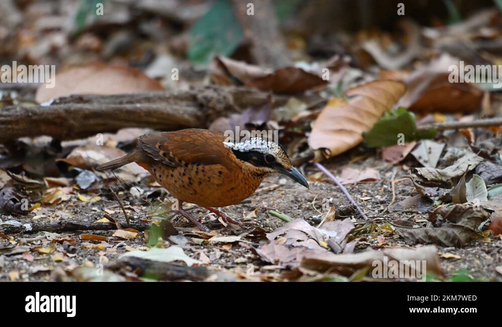 Eared Pitta, Hydrornis phayrei, Thailand; facing to the right clearing ...