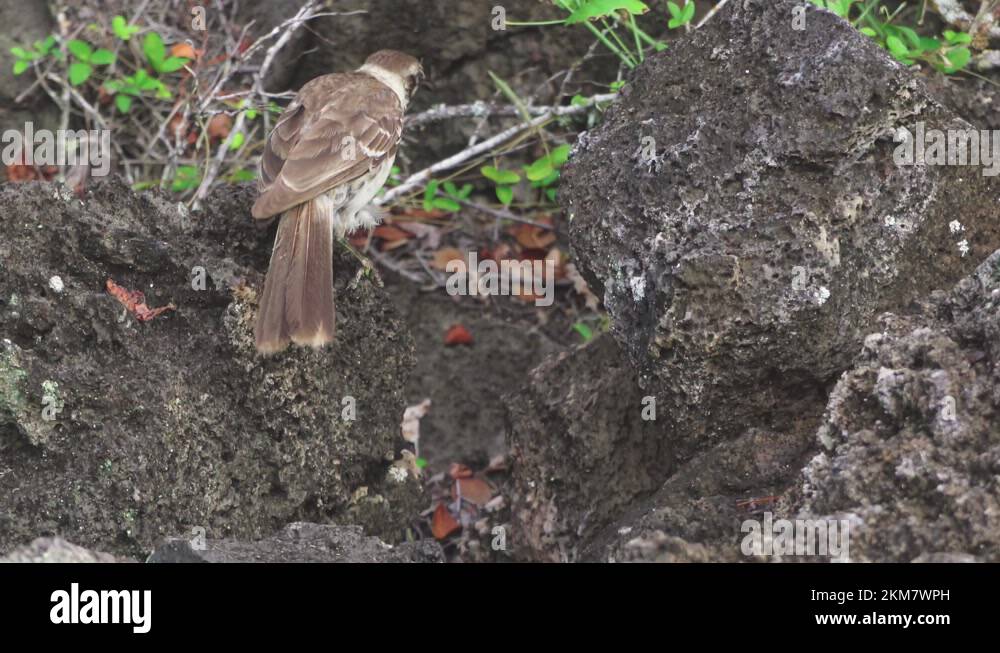 Galapagos avian species Stock Videos & Footage - HD and 4K Video Clips ...