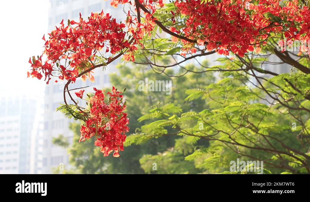 Royal Poinciana tree, Delonix regia, flame tree blossoming in Abu Dhabi ...