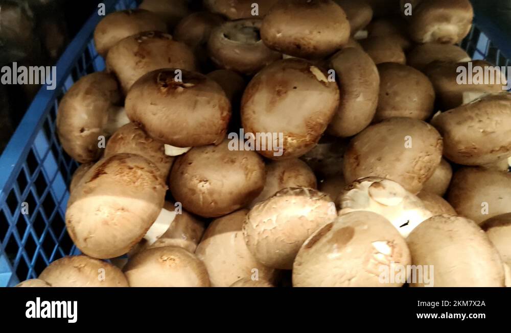 Stack of mushrooms in grocery store. Industry of selling products Stock ...