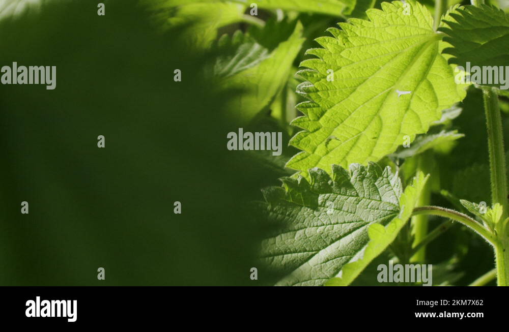 European nettle Stock Videos & Footage - HD and 4K Video Clips - Alamy
