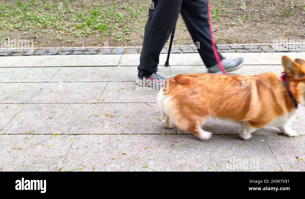 Dog walk human legs Stock Videos & Footage - HD and 4K Video Clips - Alamy