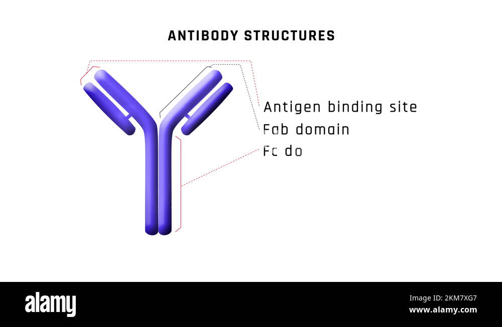 Antibody Molecular Structure Animation on Black Background Stock Video ...
