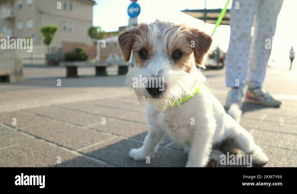 Dog wiggles tail Stock Videos & Footage - HD and 4K Video Clips - Alamy