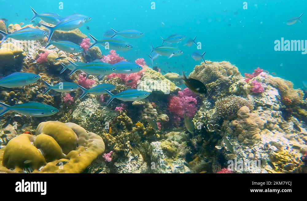 Under sea world Stock Videos & Footage - HD and 4K Video Clips - Alamy