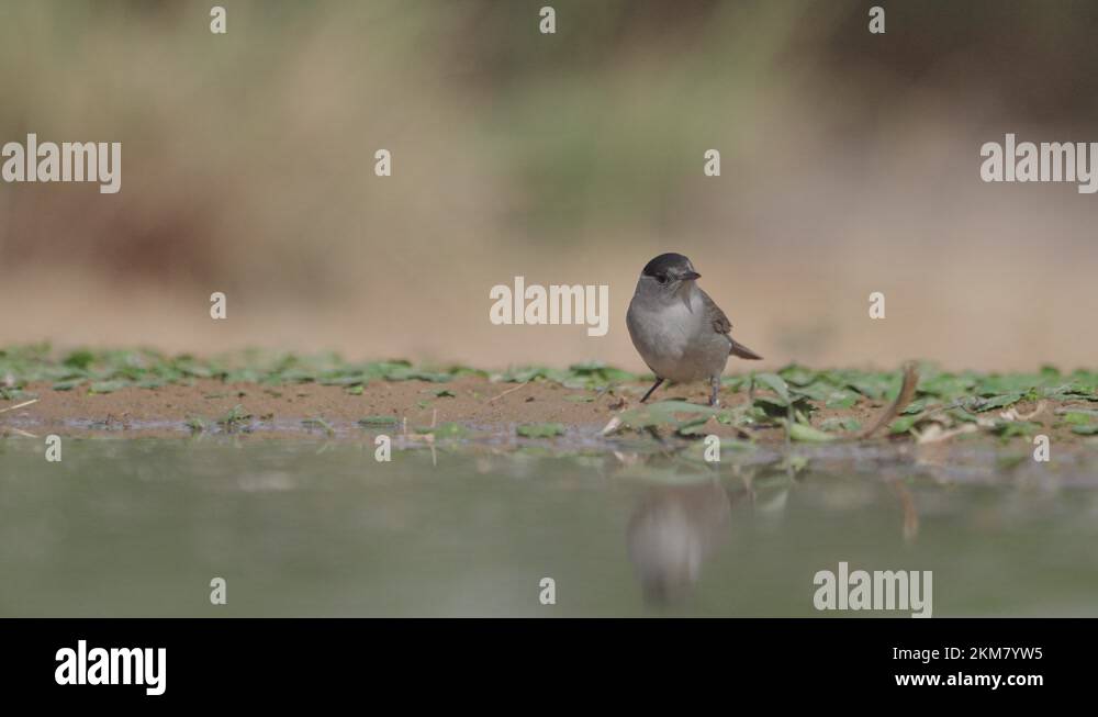 Male Migration Stock Videos And Footage Hd And 4k Video Clips Alamy 2530
