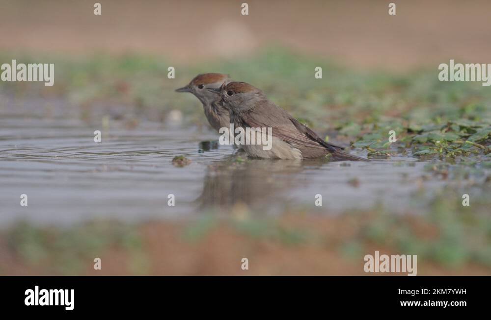 Emale Stock Videos & Footage - HD and 4K Video Clips - Alamy