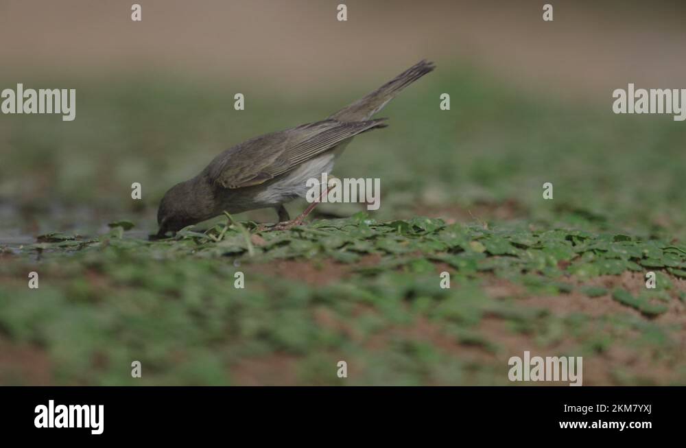 Spring songbird migration Stock Videos & Footage - HD and 4K Video ...
