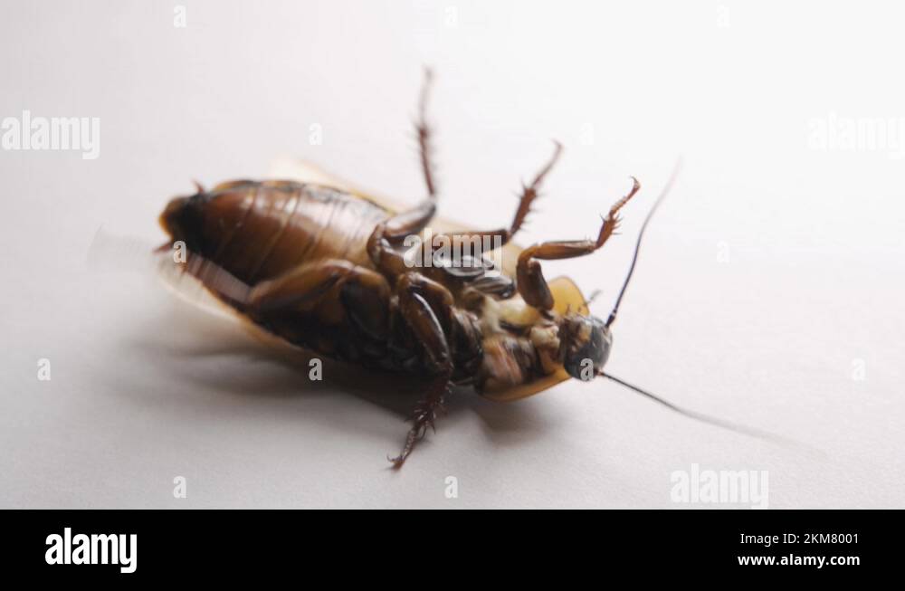 A huge cockroach lies on its back and wiggles its legs. The nasty ...